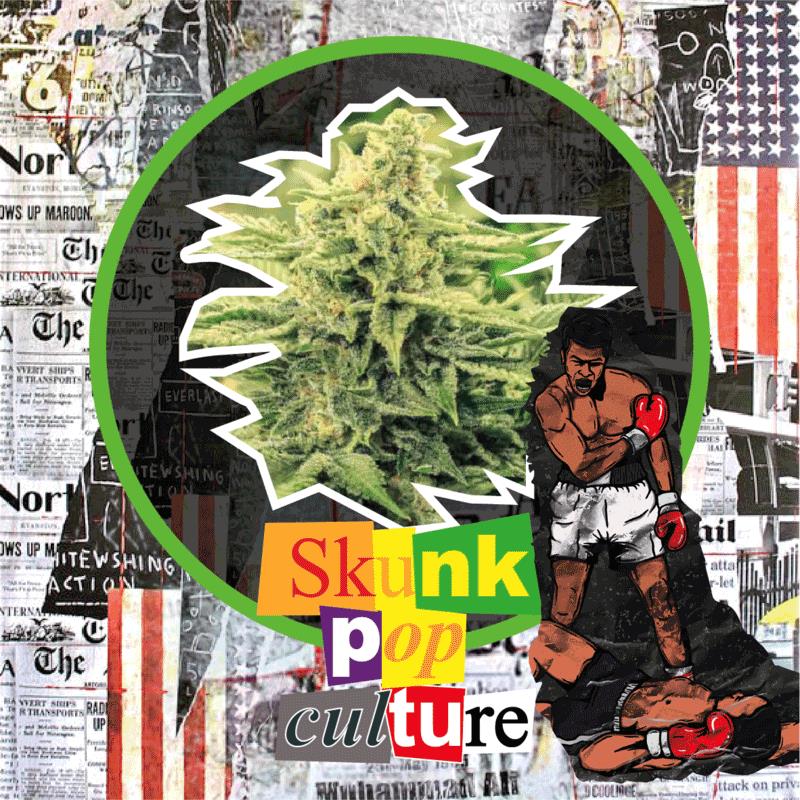 DELIRIUM SEEDS SKUNK POP CULTURE 1UD – Growshop Delaferia Chile