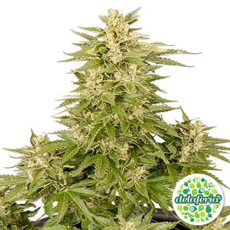 Royal Critical Auto – Growshop Delaferia Chile