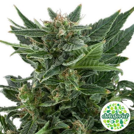 Royal Kush Auto – Growshop Delaferia Chile