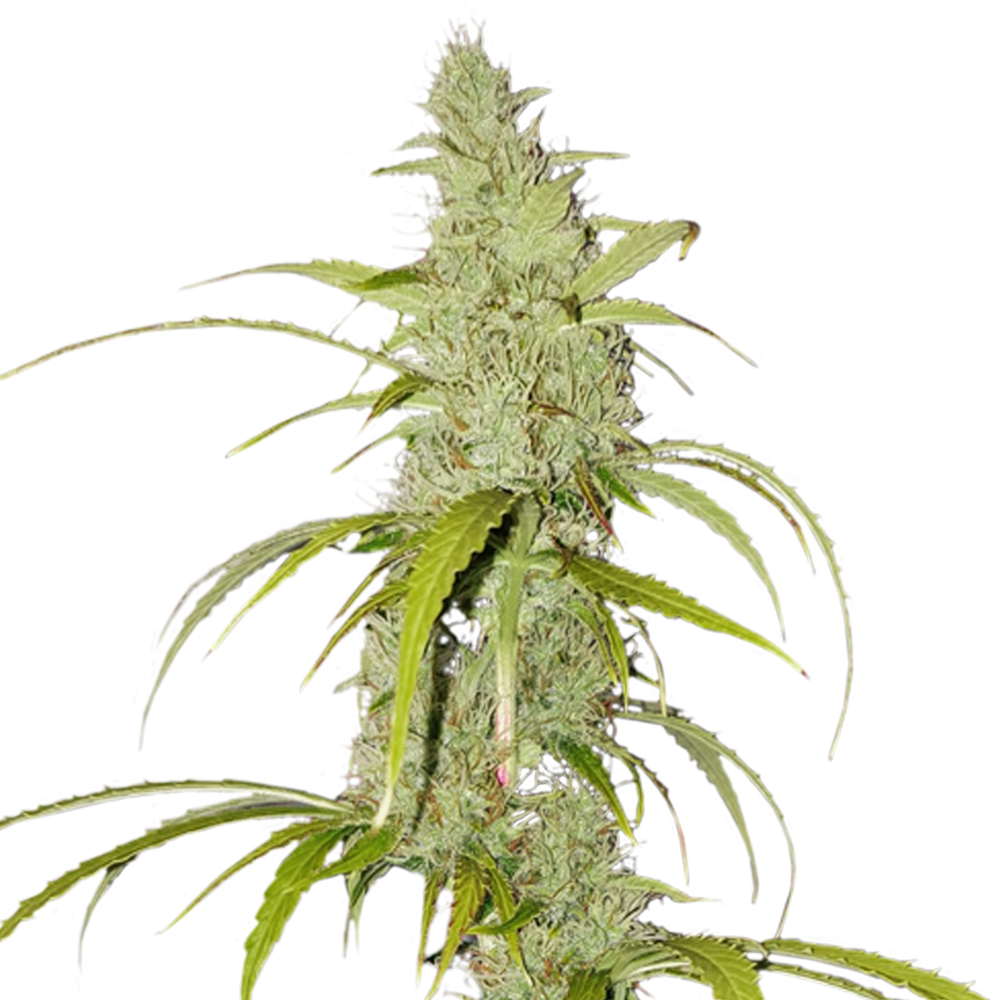 Auto Creeper – Growshop Delaferia Chile