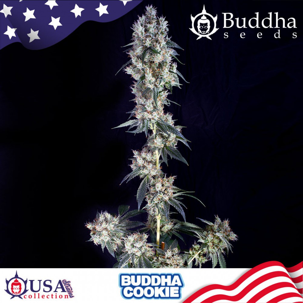 Buddha Cookies – Growshop Delaferia Chile