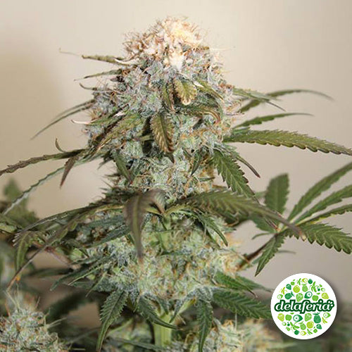 Banco de semillas Sweet Seeds | Delaferia Growshop – Growshop Delaferia ...
